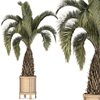 Palm tree 01 - Indoor - 3D model