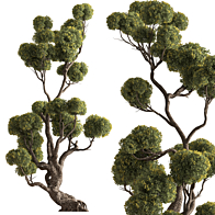 Round shape tree - Tree - 3D model