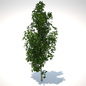 sapling - Tree - 3D model