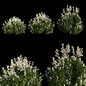 Spiraea alba tree - Bush - 3D model