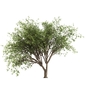 Chinese Stewartia tree (two trees) - Tree - 3D model