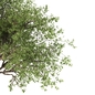 Chinese Stewartia tree (two trees) - Tree - 3D model