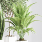 Indoor Set Plant15 - Indoor - 3D model