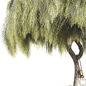 Palm tree 01 - Indoor - 3D model