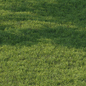 grass set07 - Grass - 3D model