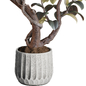 Bonsai Jungle Ficus Elastica Rubber Tree Set 260 - Indoor - 3D model