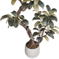 Bonsai Jungle Ficus Elastica Rubber Tree Set 260 - Indoor - 3D model