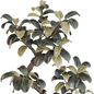 Bonsai Jungle Ficus Elastica Rubber Tree Set 260 - Indoor - 3D model