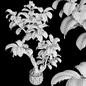 Bonsai Jungle Ficus Elastica Rubber Tree Set 260 - Indoor - 3D model