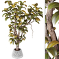 Bonsai Jungle Ficus Elastica Rubber Tree Collection 283 - Indoor - 3D model