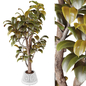 Bonsai Jungle Ficus Elastica Rubber Tree Collection 283 - Indoor - 3D model