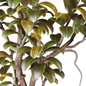 Bonsai Jungle Ficus Elastica Rubber Tree Collection 283 - Indoor - 3D model