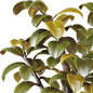 Bonsai Jungle Ficus Elastica Rubber Tree Collection 283 - Indoor - 3D model