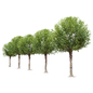 Round shape tree - Tree - 3D model