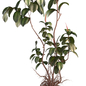 Bonsai Jungle Ficus Elastica Rubber Tree 338 - Indoor - 3D model