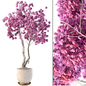 Bonsai Trumpet Tree in Cement Pot 342 - Indoor - 3D model