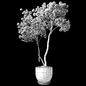 Bonsai Trumpet Tree in Cement Pot 342 - Indoor - 3D model