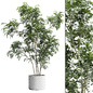 IndoorPlant03 Moringa - Indoor - 3D model
