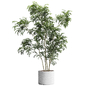 IndoorPlant03 Moringa - Indoor - 3D model