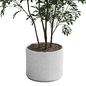 IndoorPlant03 Moringa - Indoor - 3D model