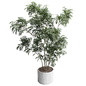 IndoorPlant03 Moringa - Indoor - 3D model