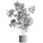 IndoorPlant03 Moringa - Indoor - 3D model