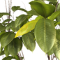 Bonsai Jungle Ficus Rubber Tree 394 - Indoor - 3D model