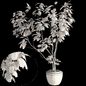 Bonsai Jungle Ficus Rubber Tree 394 - Indoor - 3D model