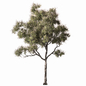 Tamarix Tetrandra Pine-D - Tree 406 - Tree - 3D model