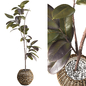Bonsai Jungle Ficus Rubber Tree 408 - Indoor - 3D model