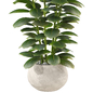 Bonsai Ficus Rubber Tree Set 414 - Indoor - 3D model