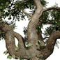 South African Common Star - Tree - 3D model