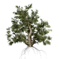 South African Common Star - Tree - 3D model