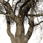 South African Common Star - Tree - 3D model