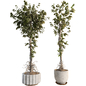 Bonsai Jungle Ficus Elastica Rubber Tree Collection 430 - Indoor - 3D model