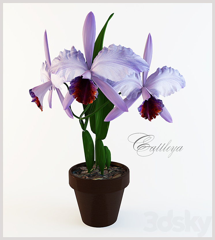 cattleya - Indoor - 3D model