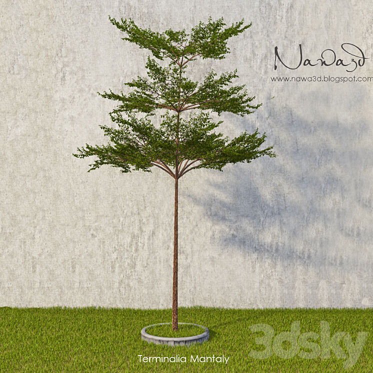 Terminalia Mantaly - Tree - 3D model