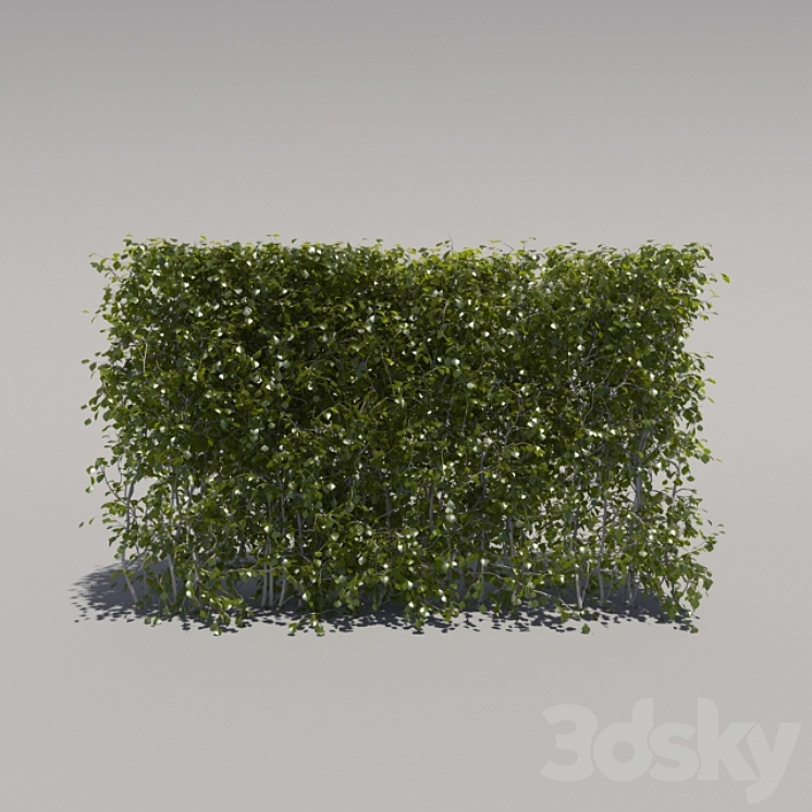Bush trimmed, low - Bush - 3D model