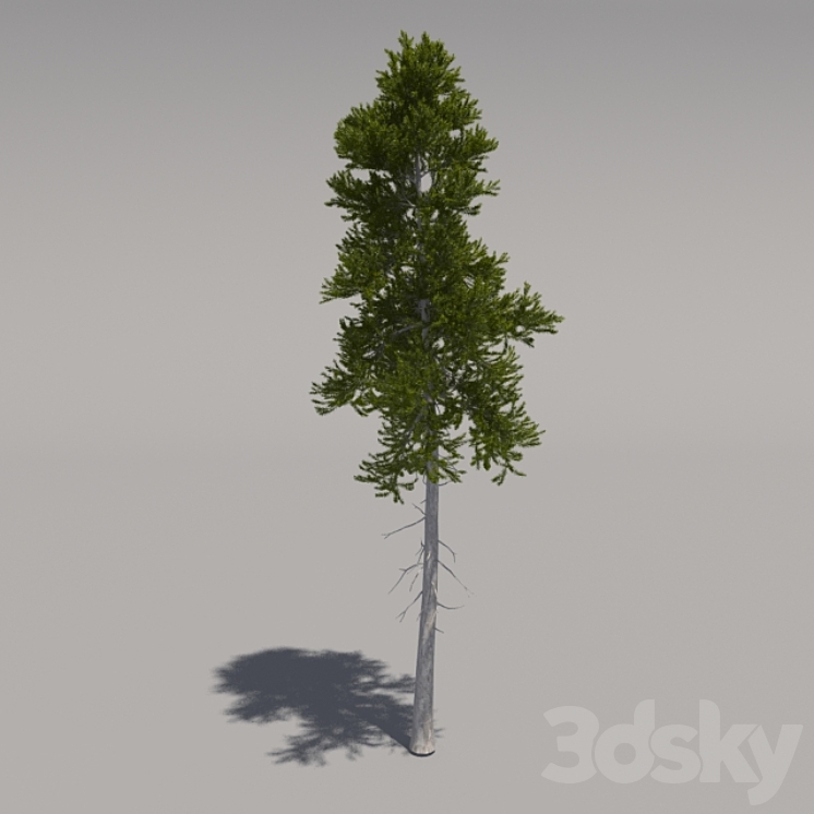 Big Pine - Tree - 3D model