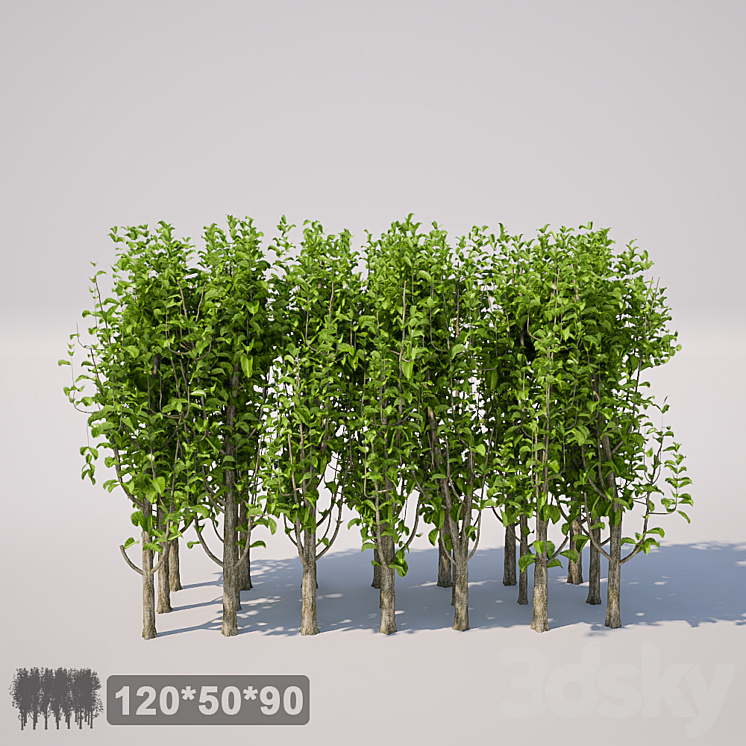 Large square bush - Bush - 3D model