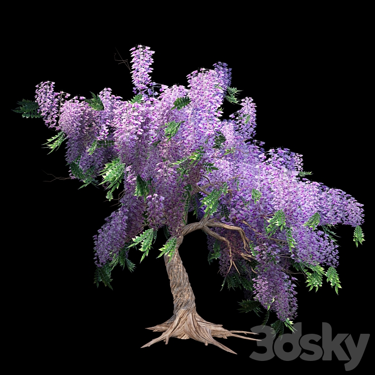 Wisteria / Wisteria / contest - Tree - 3D model