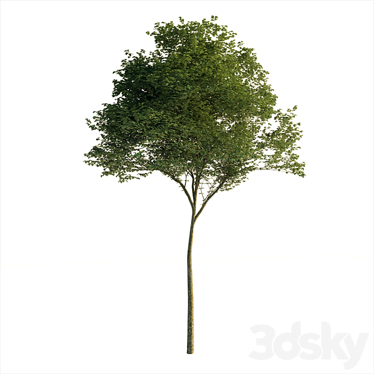 Wood exterior - Tree - 3D model