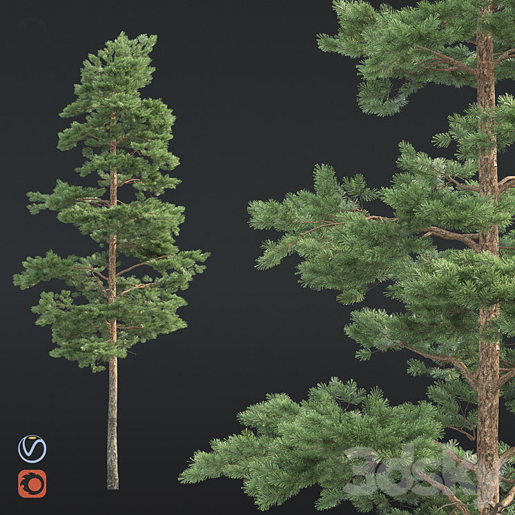 Pine - Tree - 3D model