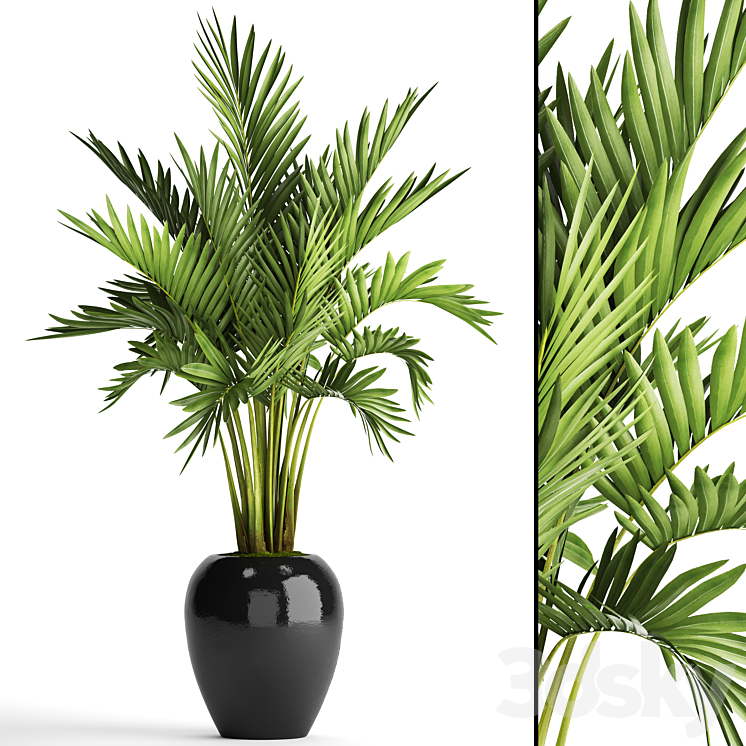 Howea forsteriana. decorative palm tree, hovea, pot, flower, black ...