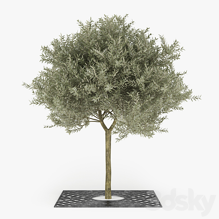 Olive Tree - Tree - 3D model