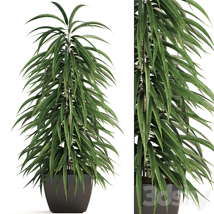 Ficus Alii, Ficus Ali, pot, flowerpot, bush, decorative, interior, tree ...