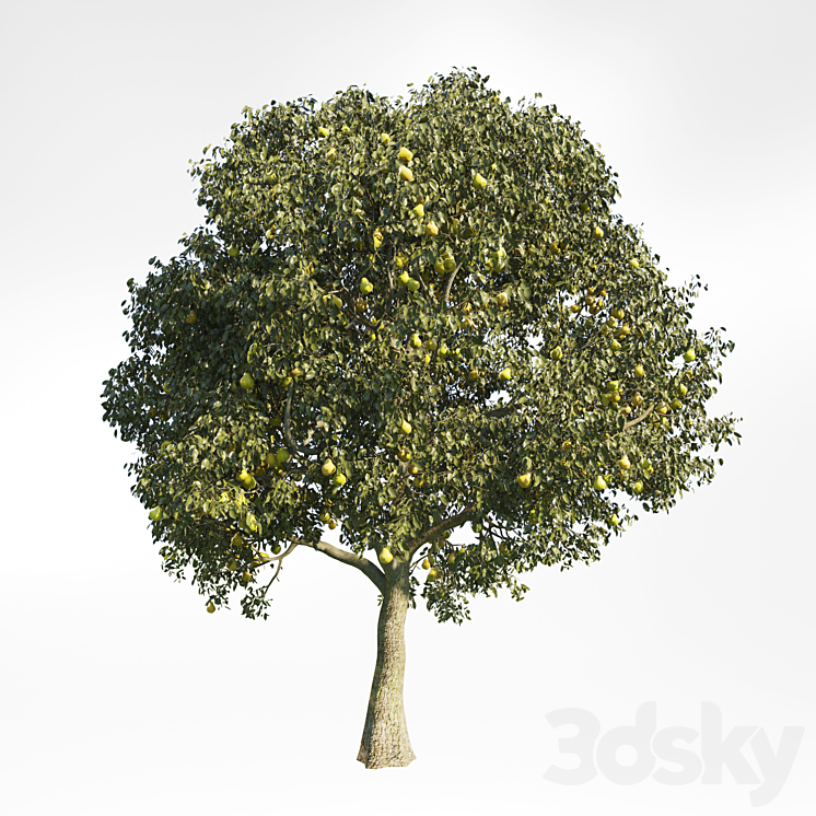 Pear Tree 9 - Tree - 3D model
