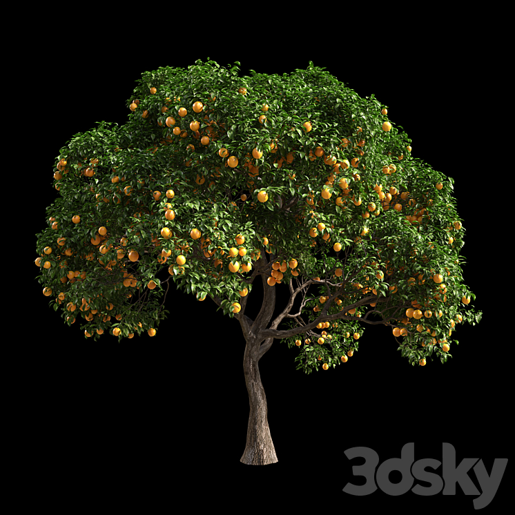 Orange Tree 4 - Tree - 3D model