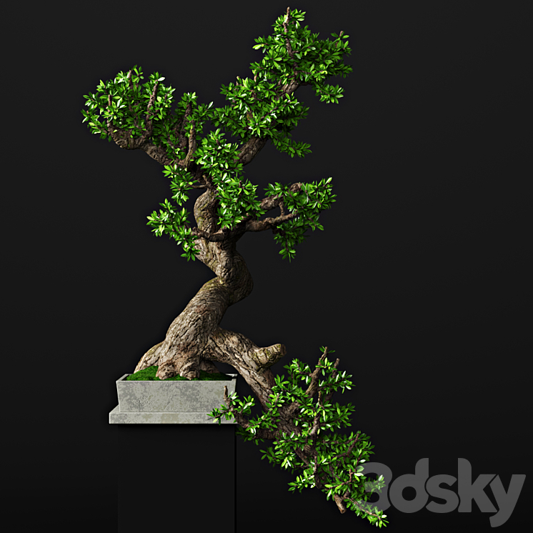 Bonsai - Tree - 3D model
