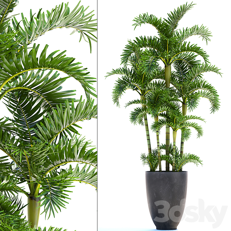 Dypsis lutescens 10. Decorative palm tree, pot, black flowerpot ...